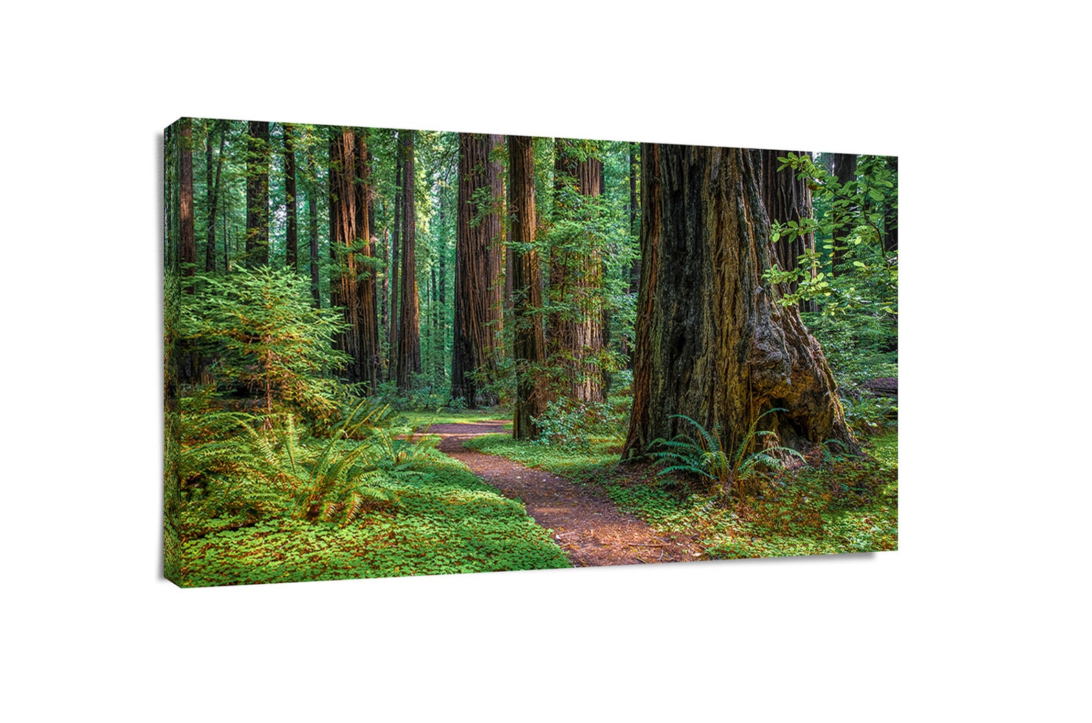 Redwood Tree Print California Redwood Canvas Forest - Etsy