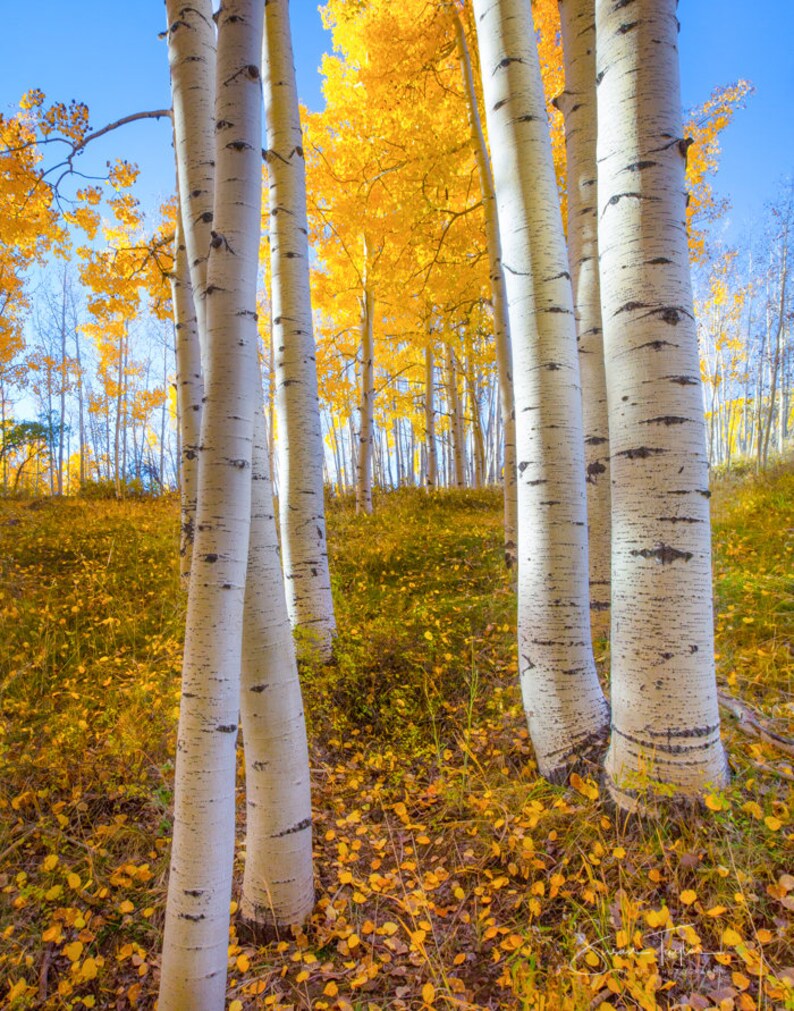 Autumn Photography, Aspen Grove Print, Fall Home Decor, Utah Country ...