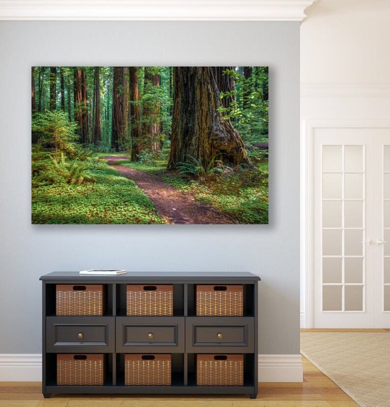 Redwood Tree Photography, Large Nature Canvas, Redwood Tree Print ...