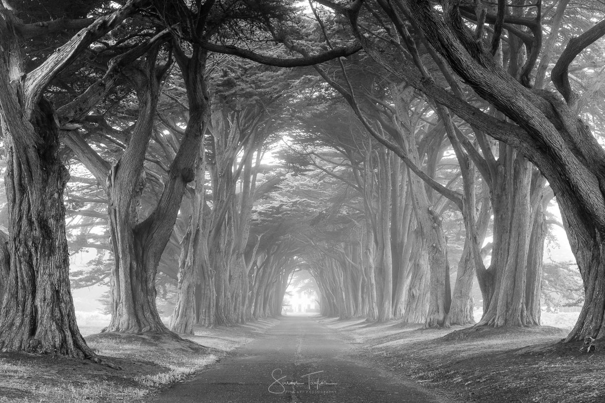 Cypress Tree Tunnel Canopy Photography, Misty Tree Wall Art, Inverness ...