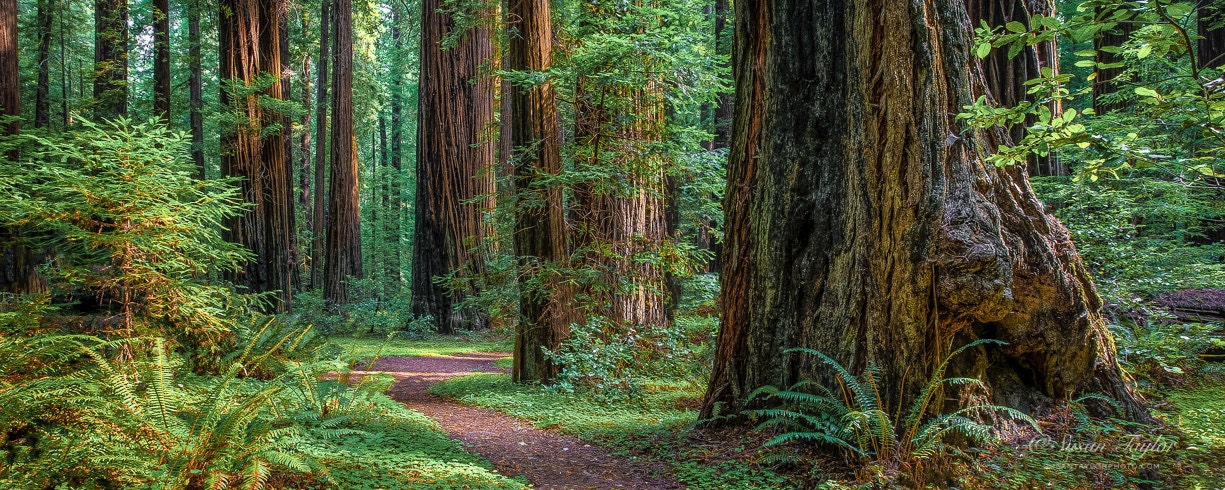 Oversized Panorama Canvas Redwood Tree Photo California - Etsy