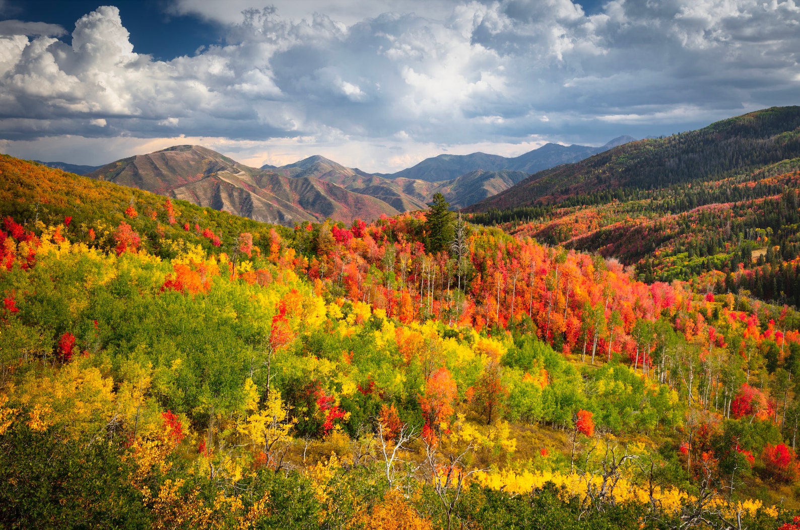 Autumn Photography, Utah's Wasatch Range, Utah Woodland Fall Color ...
