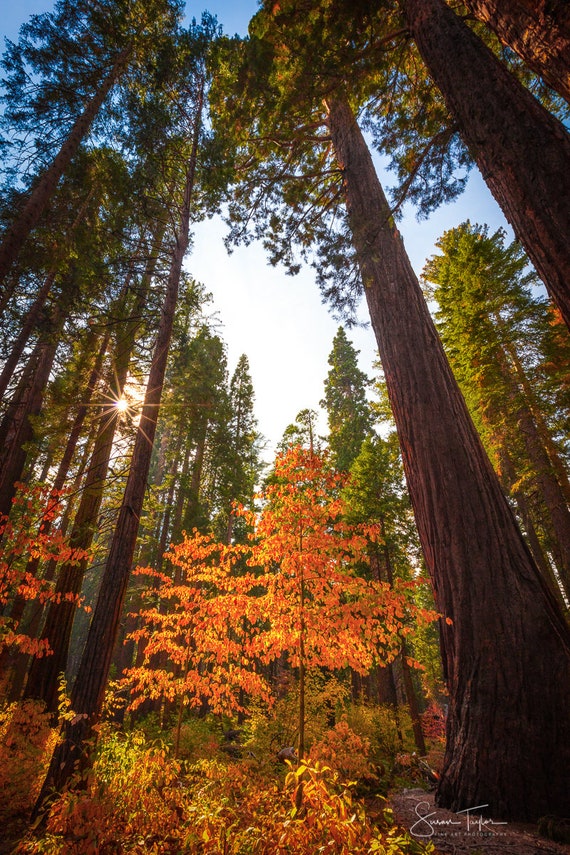 Wallpaper Forest Bush Redwood