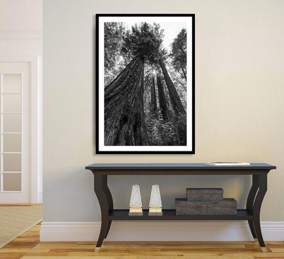 California Redwood Print Black and White Tree Photo Giant - Etsy