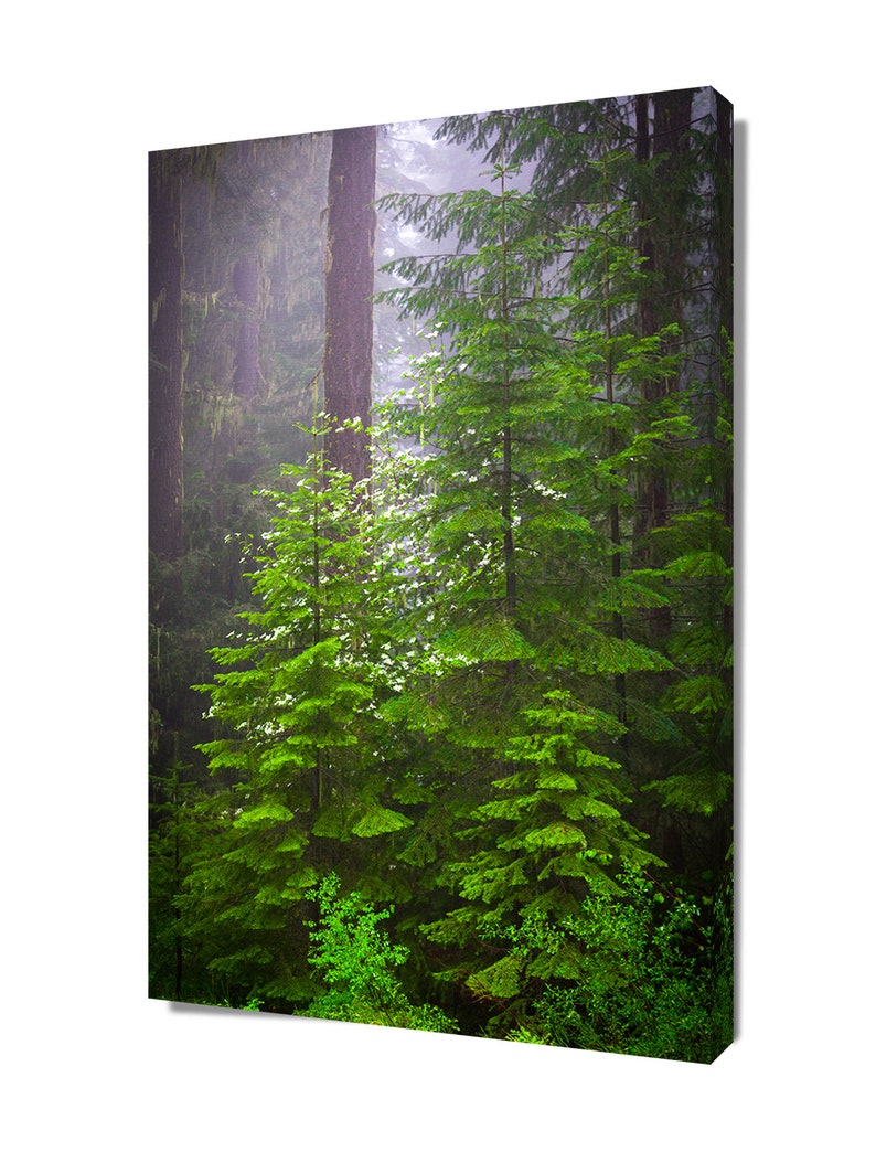 Large Oregon Forest Print, Dreamy Misty Trees, Relaxing Dogwood Flower ...