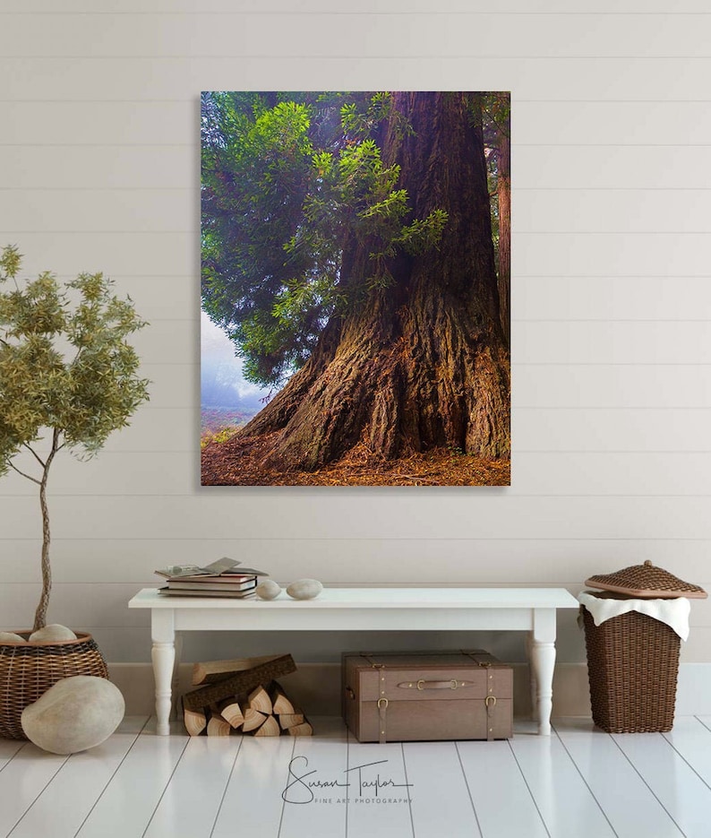 Redwood Photography, Oversized Tree Canvas, Giant Coast Redwood ...