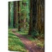 Redwood Tree Print California Redwood Canvas Forest - Etsy