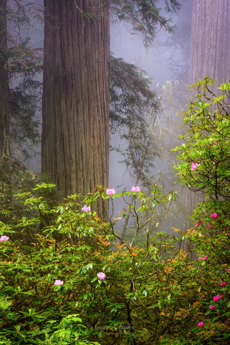 Large Redwood Print Dreamy Flowers Misty Redwood Tree Photo - Etsy