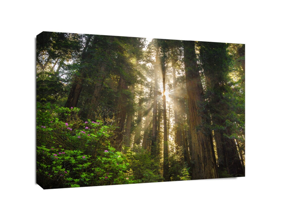 Redwood Forest Print Large Nature Canvas Magical Redwood - Etsy