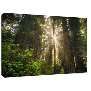 Redwood Forest Print, Large Nature Canvas, Magical Redwood Tree Photo ...