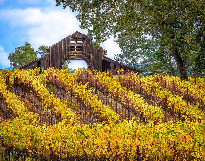 Fall Harvest Art, Large California Vineyard Photography, Large Sonoma ...