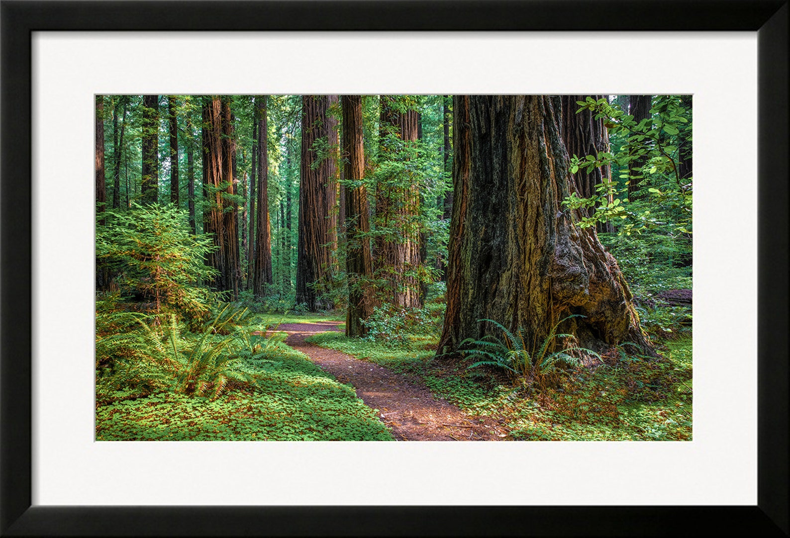Redwood Tree Print California Redwood Canvas Forest | Etsy
