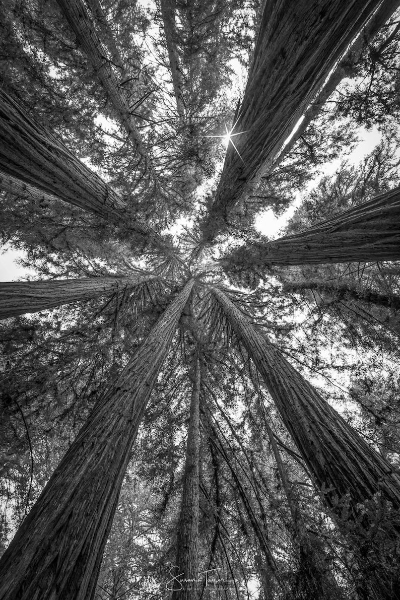 Black White Redwood Tree Photo Large Nature Canvas Redwood - Etsy