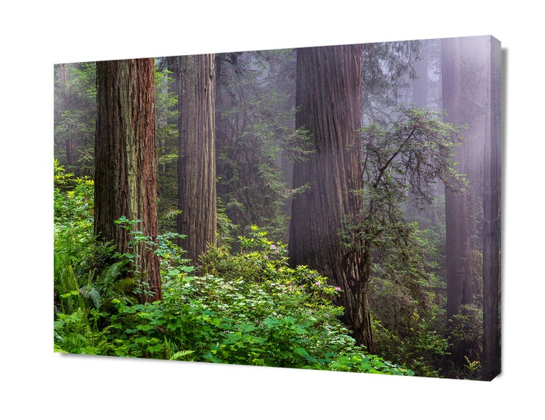 Large Redwood Forest Print California Redwood Canvas Rustic - Etsy