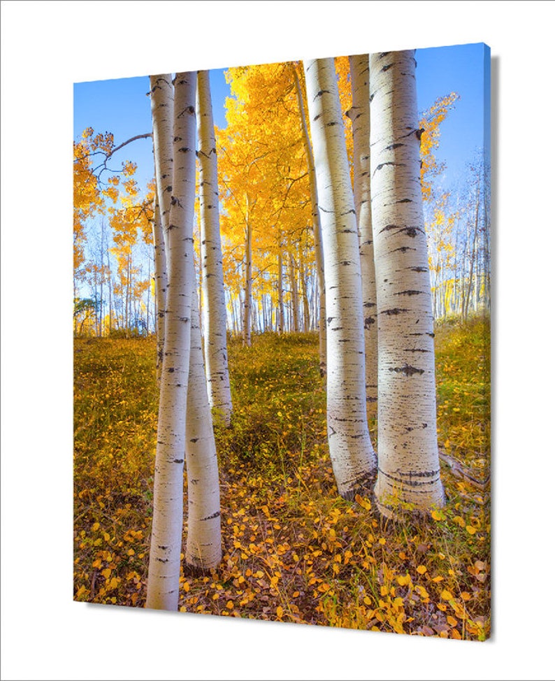 Autumn Photography, Aspen Grove Print, Fall Home Decor, Utah Country ...