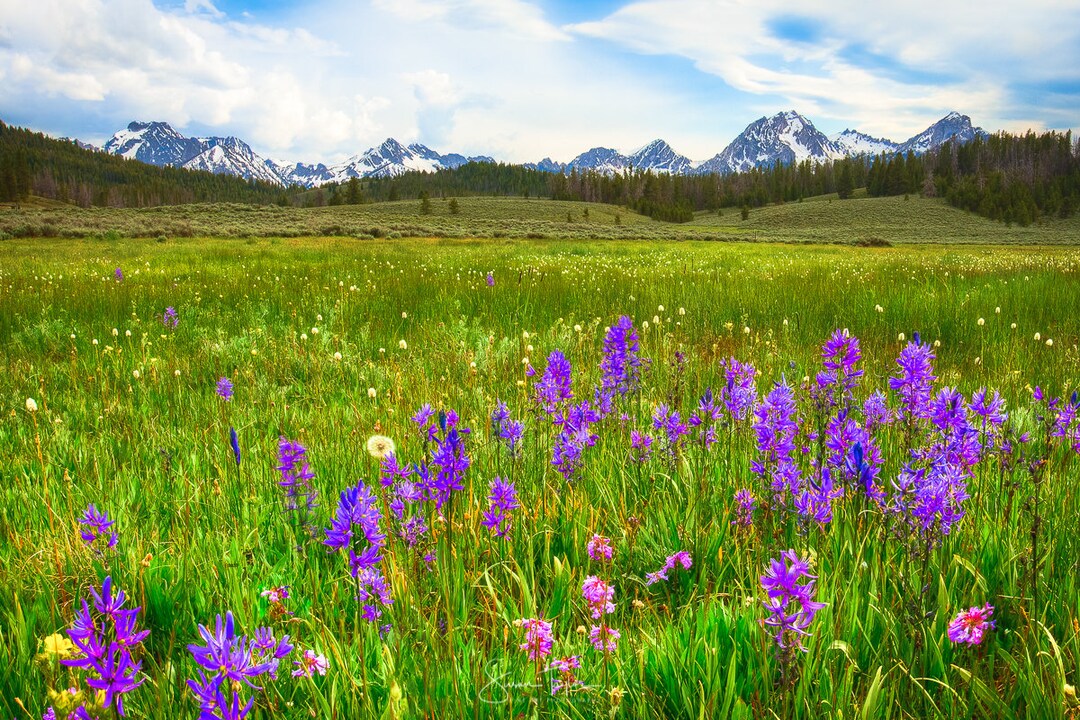 Sawtooth Range Photo, Large Idaho Meadow Art, Calm Floral Print ...