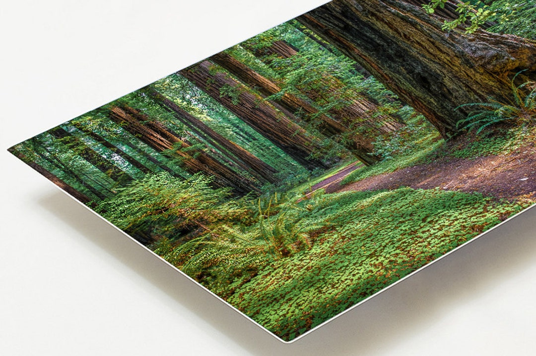 Redwood Tree Metal Print, Forest Metal Picture, Fine Art Metal Print ...