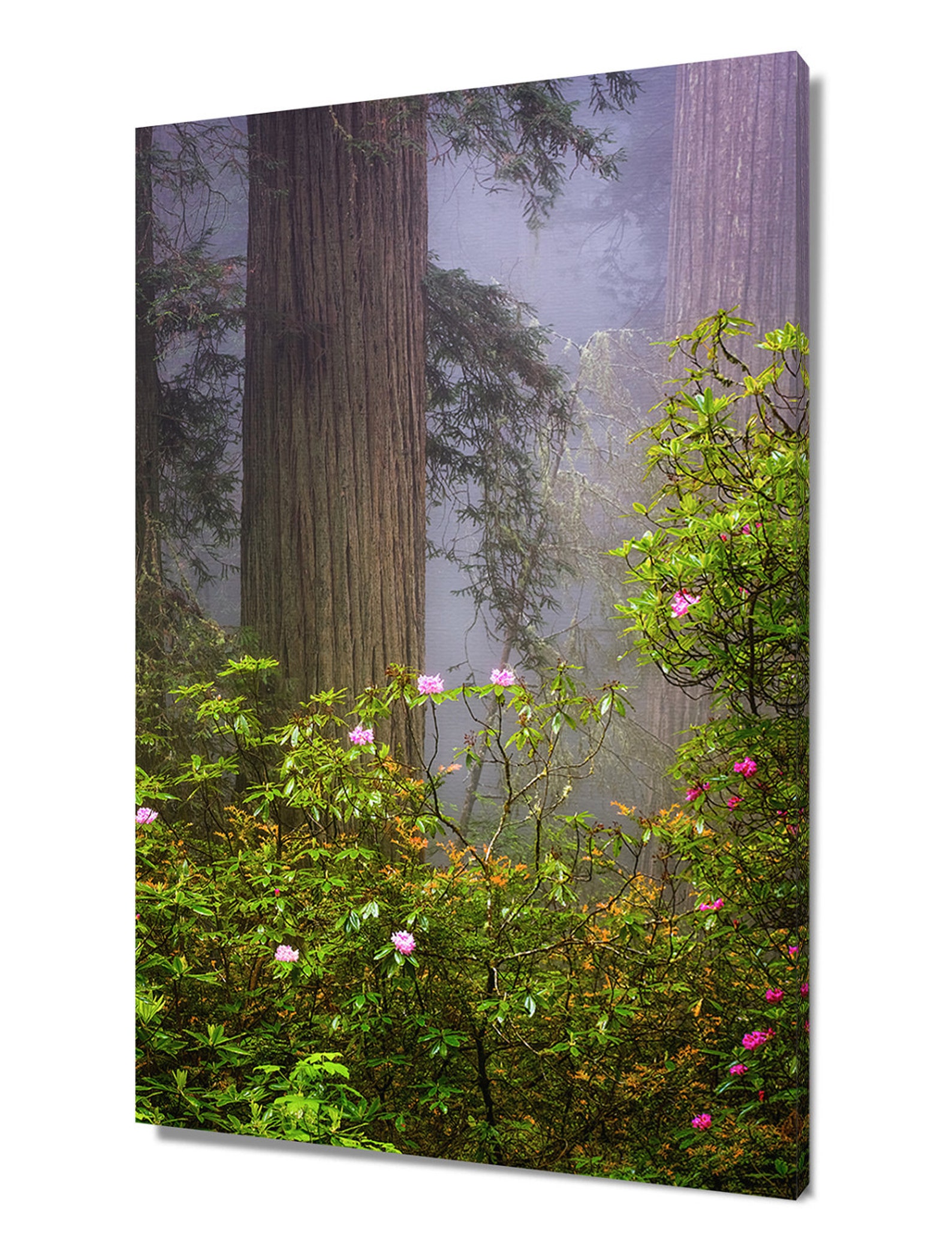 Large Redwood Print Dreamy Flowers Misty Redwood Tree Photo - Etsy