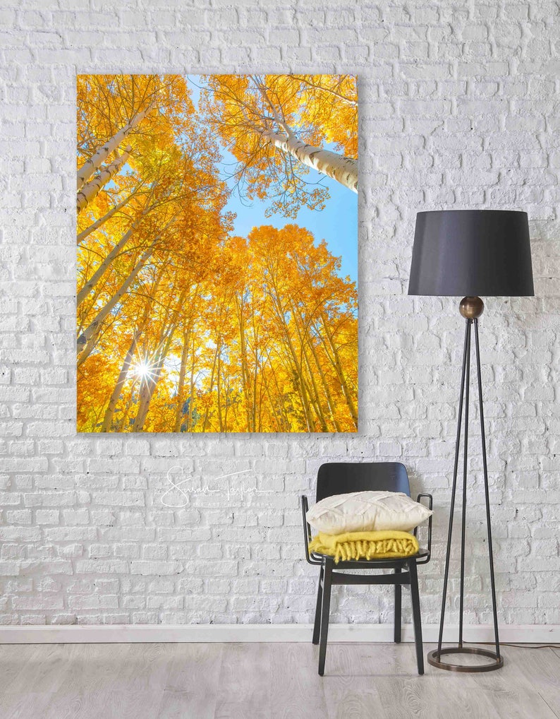 Large Aspen Forest Print Golden Aspen Canopy Photo Fall | Etsy