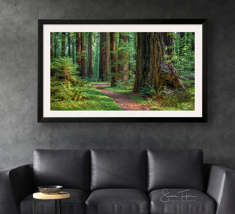 Redwood Tree Print California Redwood Canvas Forest - Etsy