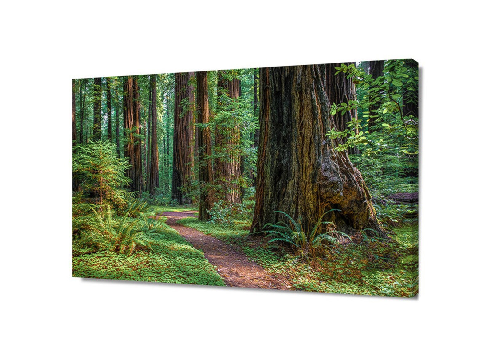 Redwood Tree Print California Redwood Canvas Forest | Etsy