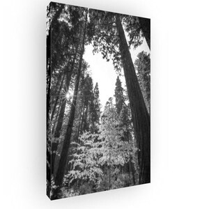 Black and White Redwood Forest Photo, Cabin Autumn Art, California ...