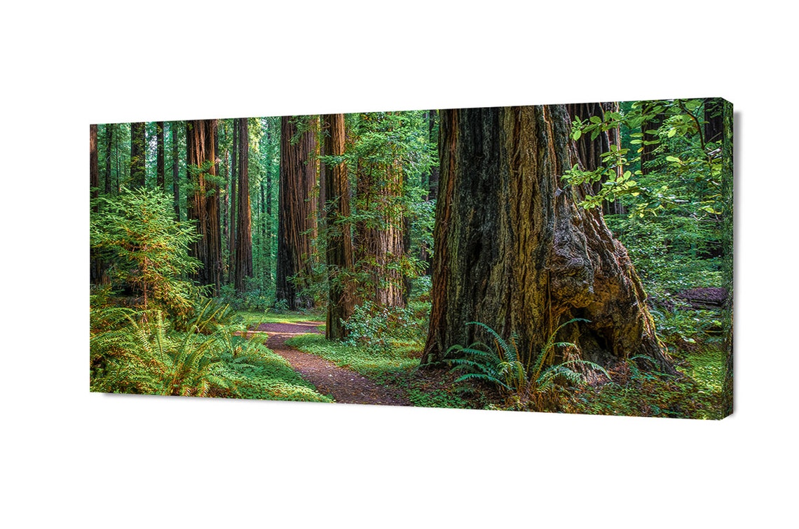 Oversized Panorama Canvas Redwood Tree Photo California - Etsy