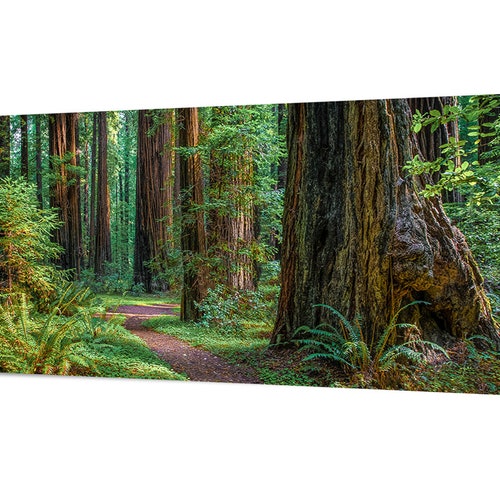 Redwood Tree Print California Redwood Canvas Forest - Etsy