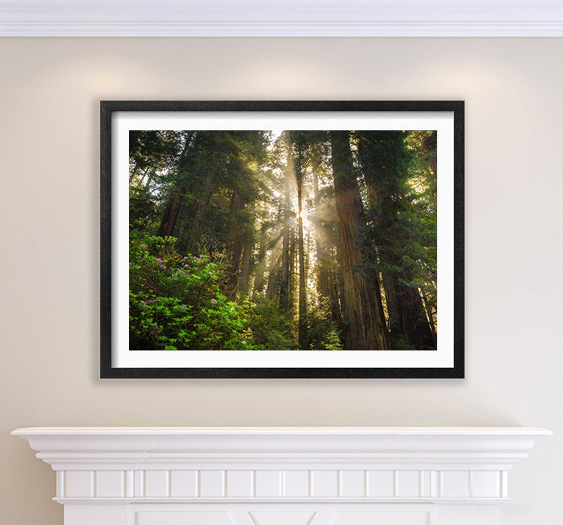 Redwood Forest Print Large Nature Canvas Magical Redwood | Etsy