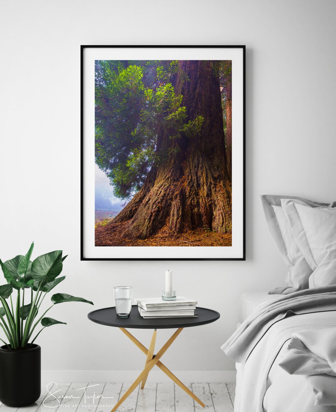 Redwood Photography, Oversized Tree Canvas, Giant Coast Redwood ...
