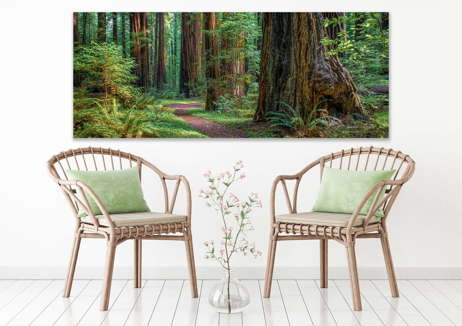 Oversized Panorama Canvas Redwood Tree Photo California - Etsy
