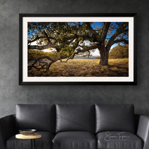 Large Panorama Tree Print, California Landscape Photo, Bay Area Wall ...