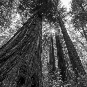 California Redwood Print, Black and White Tree Photo, Giant Tree Nature ...