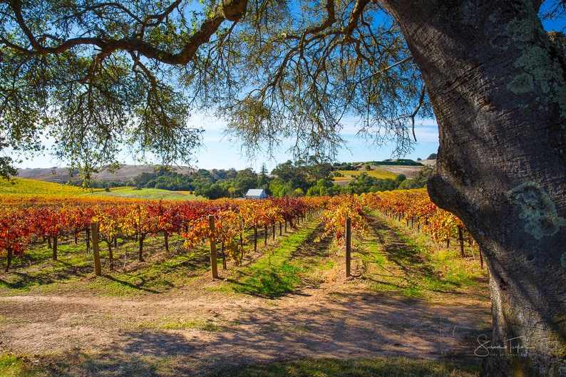 Fall Wine Country Print Napa Valley Oak Tree Photo - Etsy
