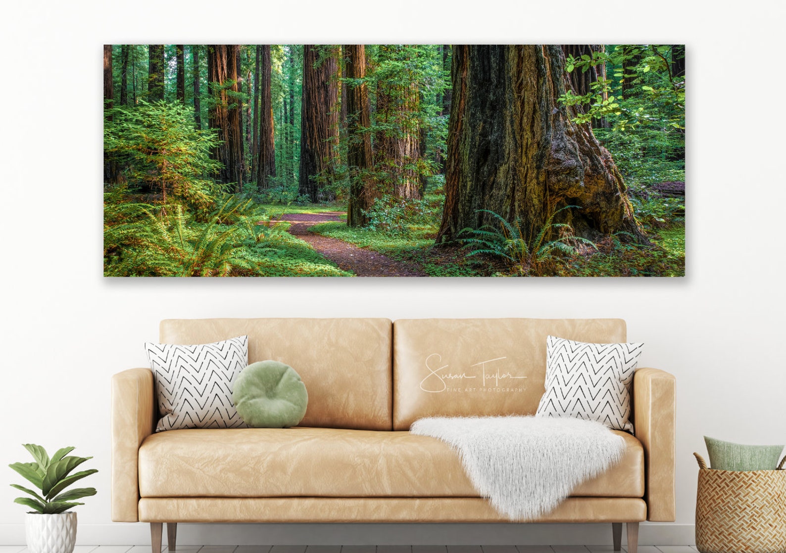 Oversized Panorama Canvas Redwood Tree Photo California - Etsy