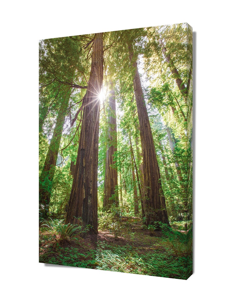 California Redwood Print, Large Coastal Tree Canvas Art, Minimalist ...