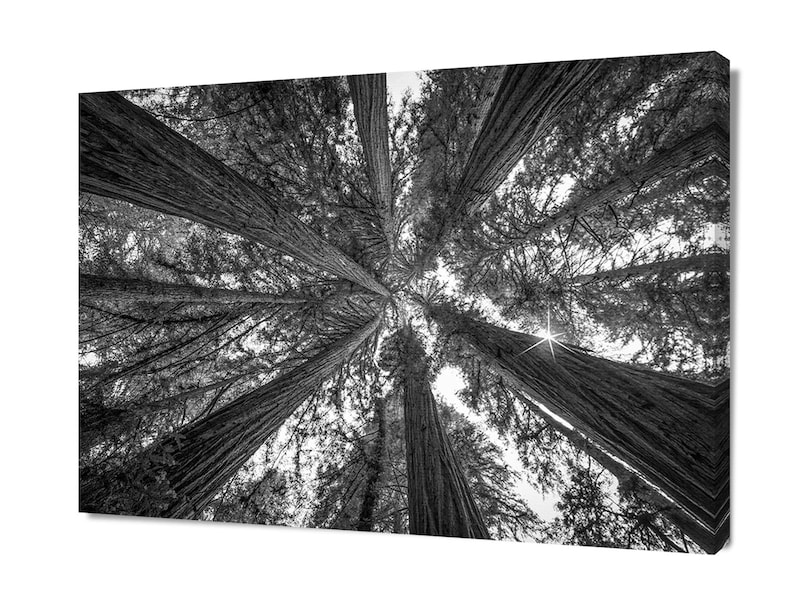 Black White Redwood Tree Photo, Large Nature Canvas Redwood Forest ...