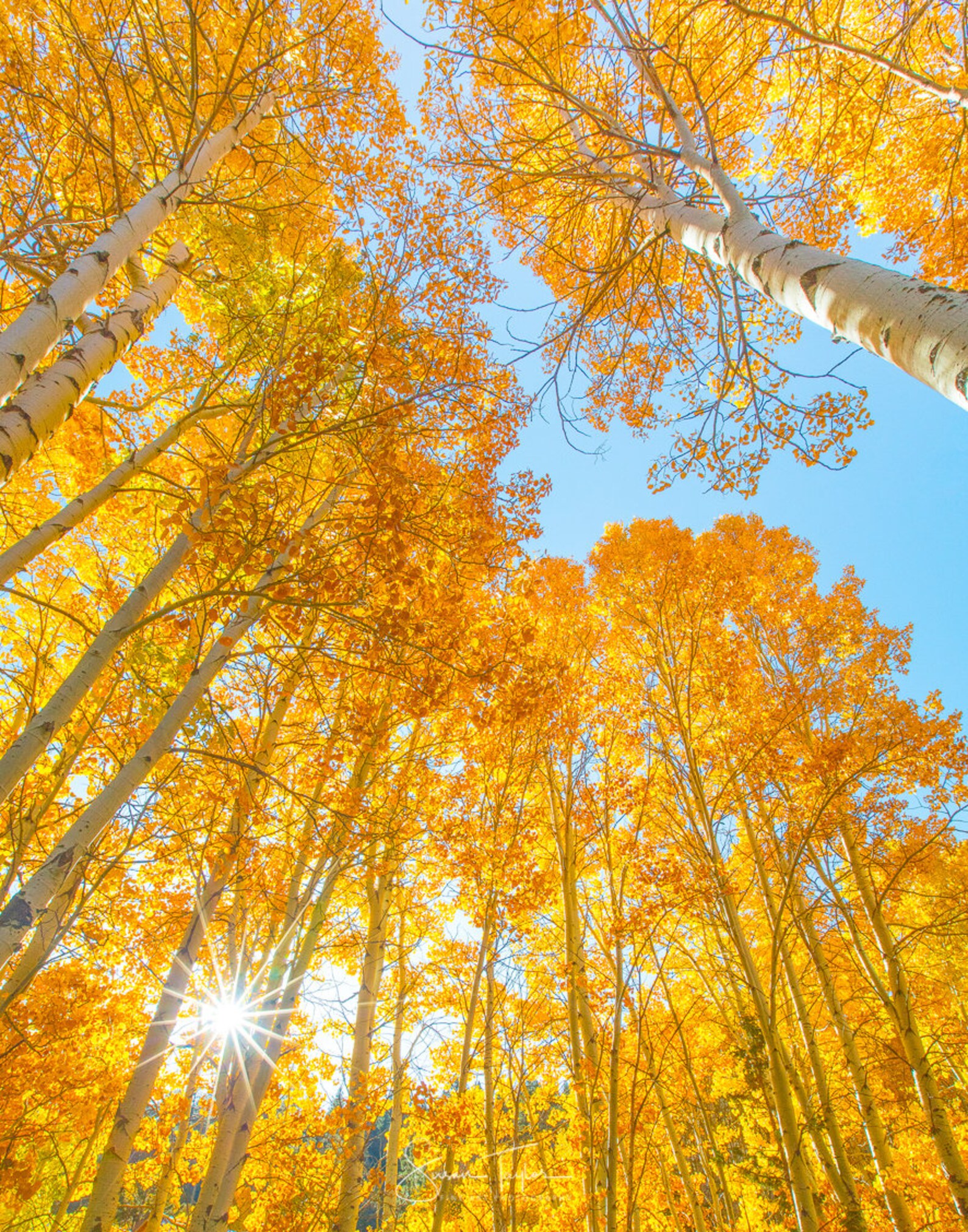 Large Aspen Forest Print, Golden Aspen Canopy Photo, Fall Foliage ...