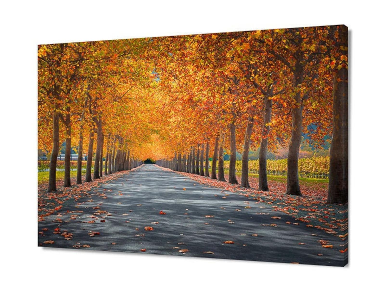 Autumn Tree Canopy Photo, California Wine Country Home Decor, Golden ...