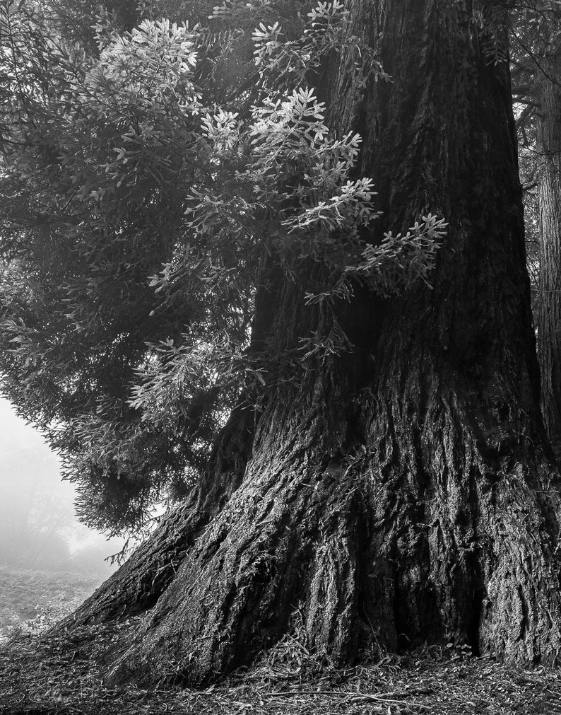 Redwood Photography, Oversized Tree Canvas, Giant Coast Redwood ...