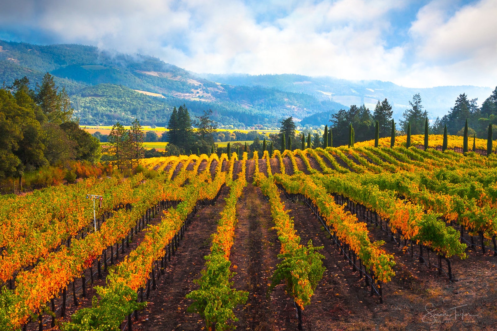 Wine Country Photography Castello Di Amorosa Print Napa | Etsy