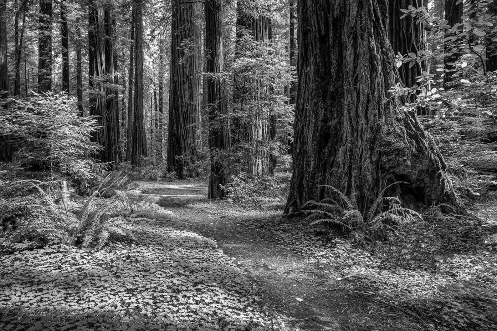 Redwood Tree Photography Large Nature Canvas Redwood Tree - Etsy