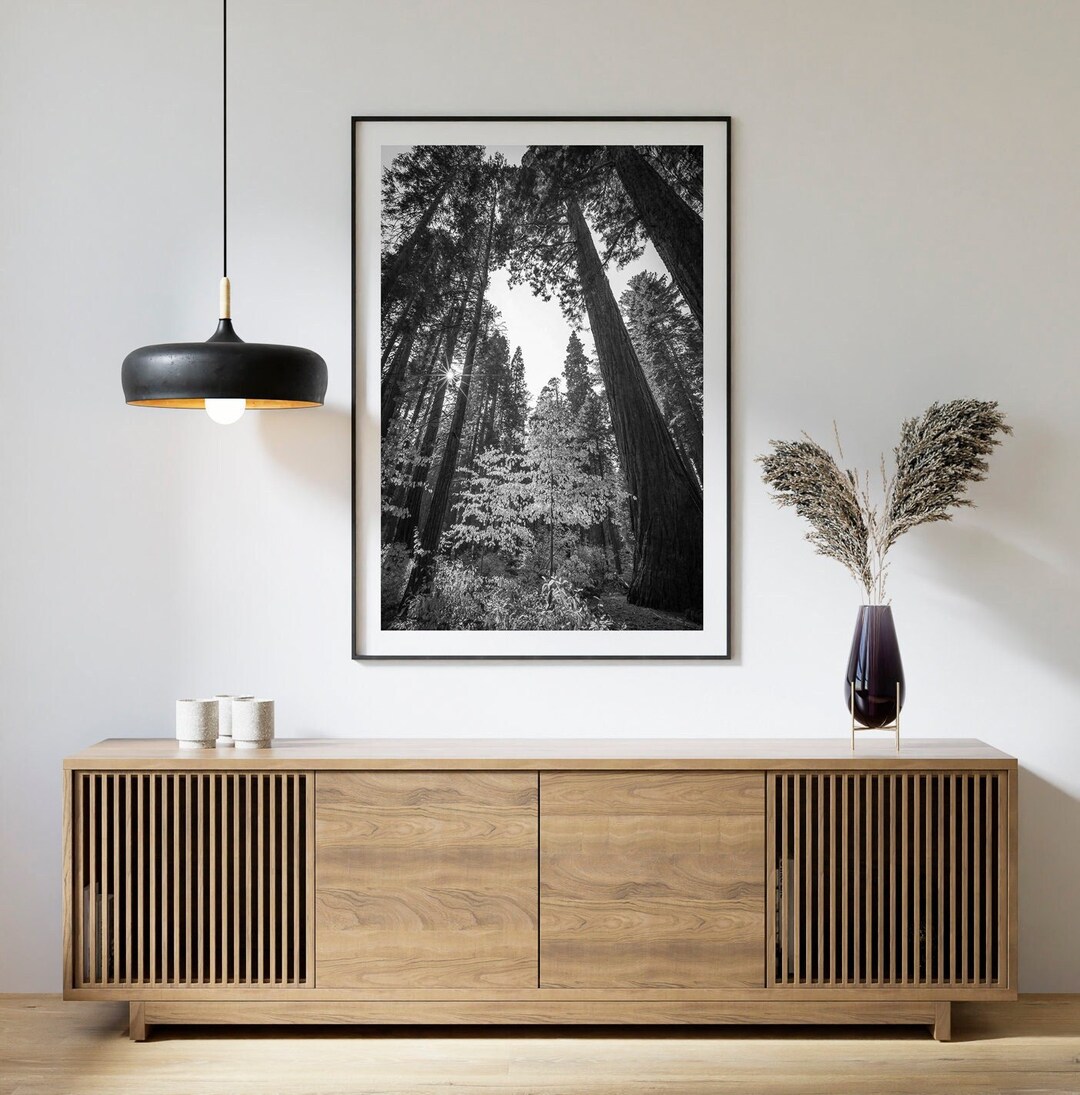 Black and White Redwood Forest Photo, Cabin Autumn Art, California ...