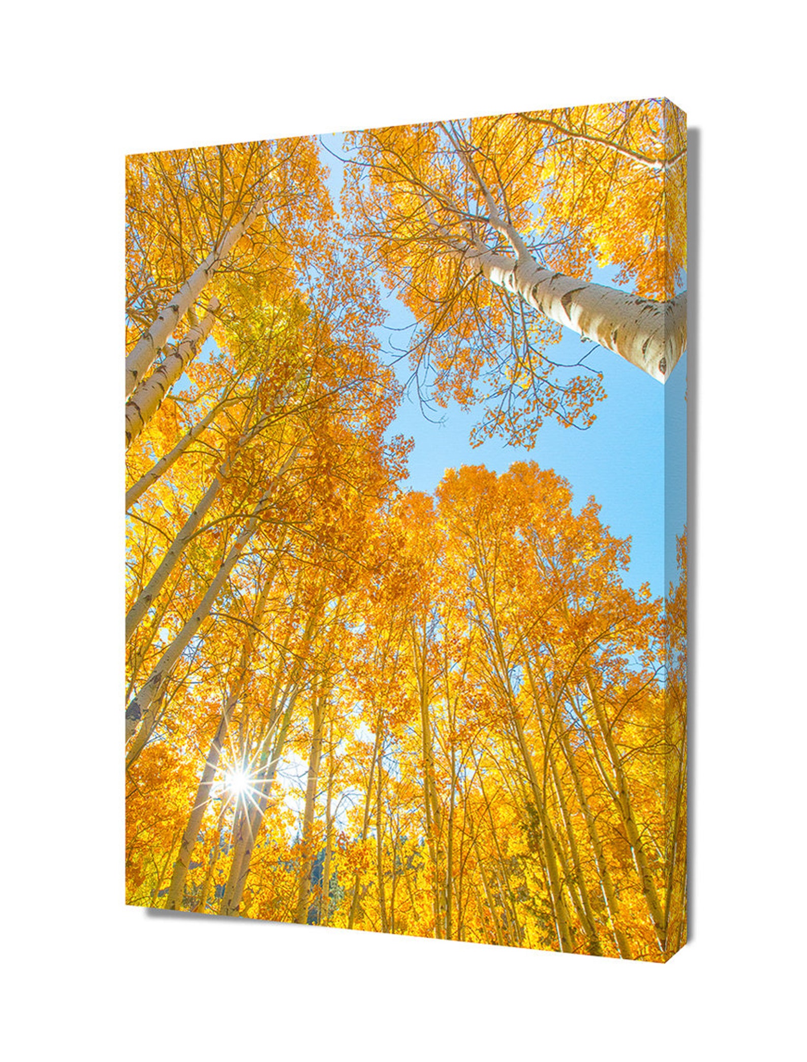 Large Aspen Forest Print, Golden Aspen Canopy Photo, Fall Foliage ...