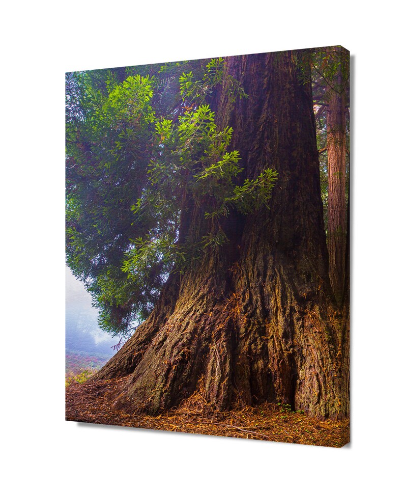 Redwood Photography, Oversized Tree Canvas, Giant Coast Redwood ...