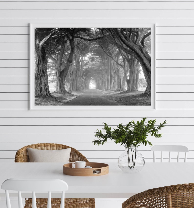 Cypress Tree Tunnel Canopy Photography Inverness California - Etsy