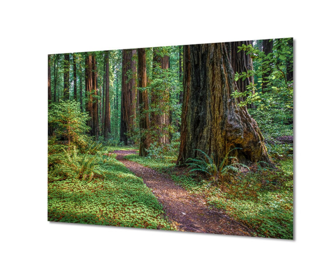 Redwood Tree Metal Print, Forest Metal Picture, Fine Art Metal Print ...