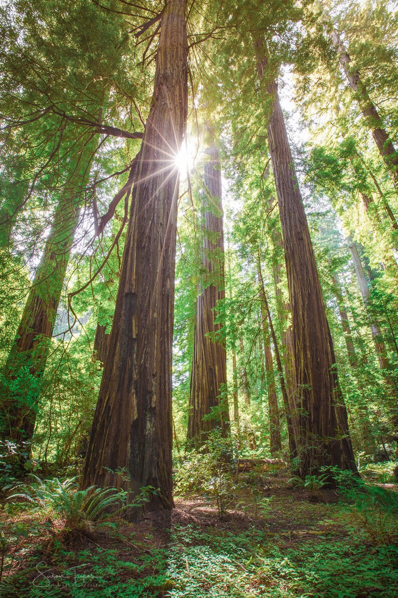 California Redwood Print, Large Coastal Tree Canvas Art, Minimalist ...
