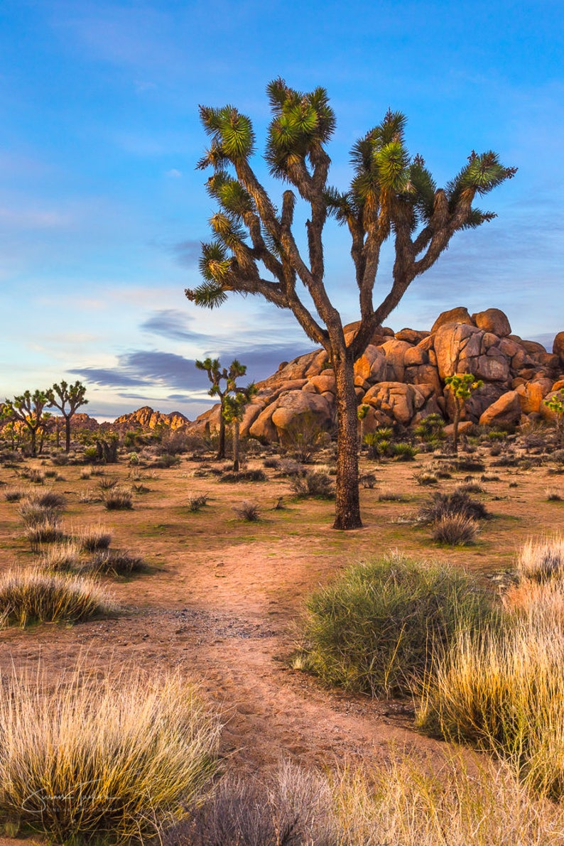 Joshua Tree Print California Desert Photo so Cal Fine Art - Etsy