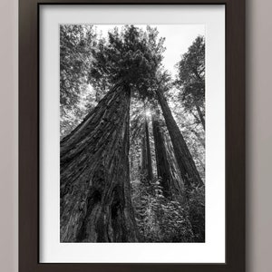 California Redwood Print, Black and White Tree Photo, Giant Tree Nature ...